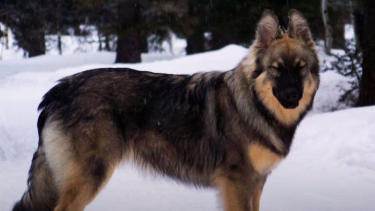 Astounding Differences: Alsatian Dog vs German Shepherd - 6 Reasons