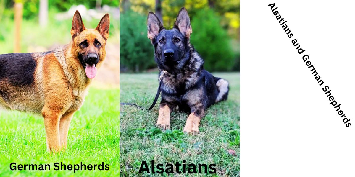 Astounding Differences: Alsatian Dog vs German Shepherd - 6 Reasons