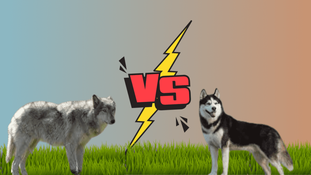 Husky vs Wolf Dog | 9 Key Differences You Should Know - FlexK9