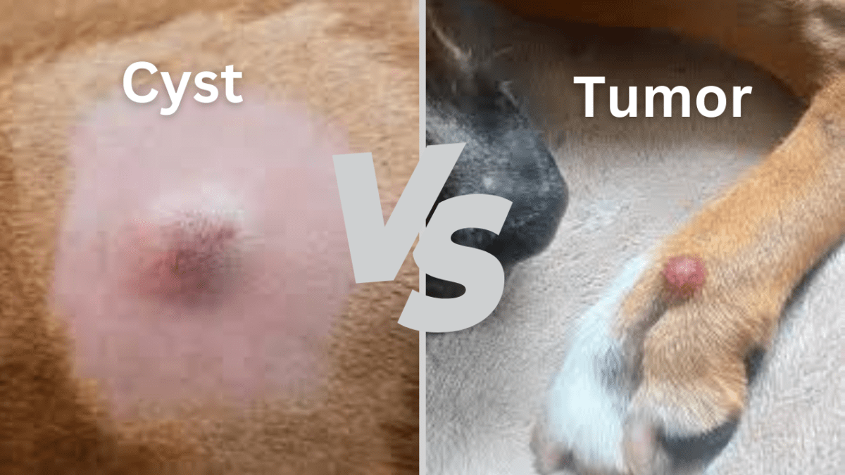 Dog Cyst vs Tumor | 5 Key Facts Every Pet Owner Must Know - FlexK9