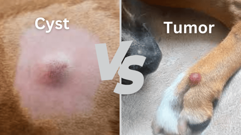 Dog Cyst vs Tumor | 5 Key Facts Every Pet Owner Must Know - FlexK9